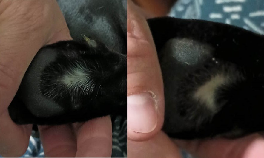 Bolos: Does Your Lab Have Them?