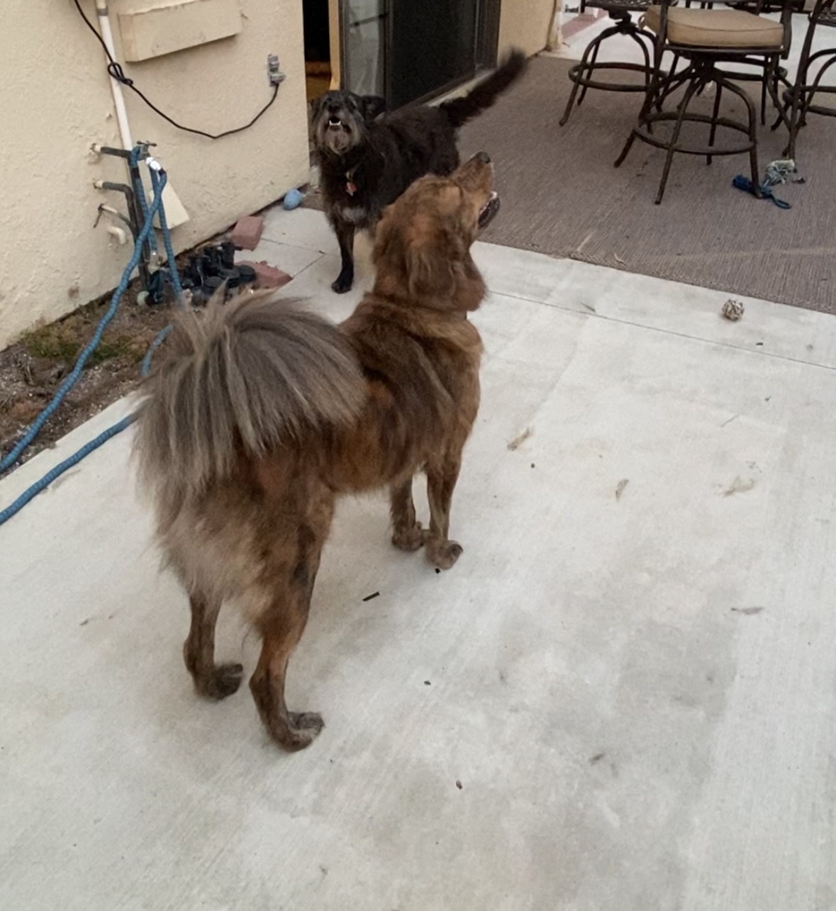 Meet the Symbol of Corsica