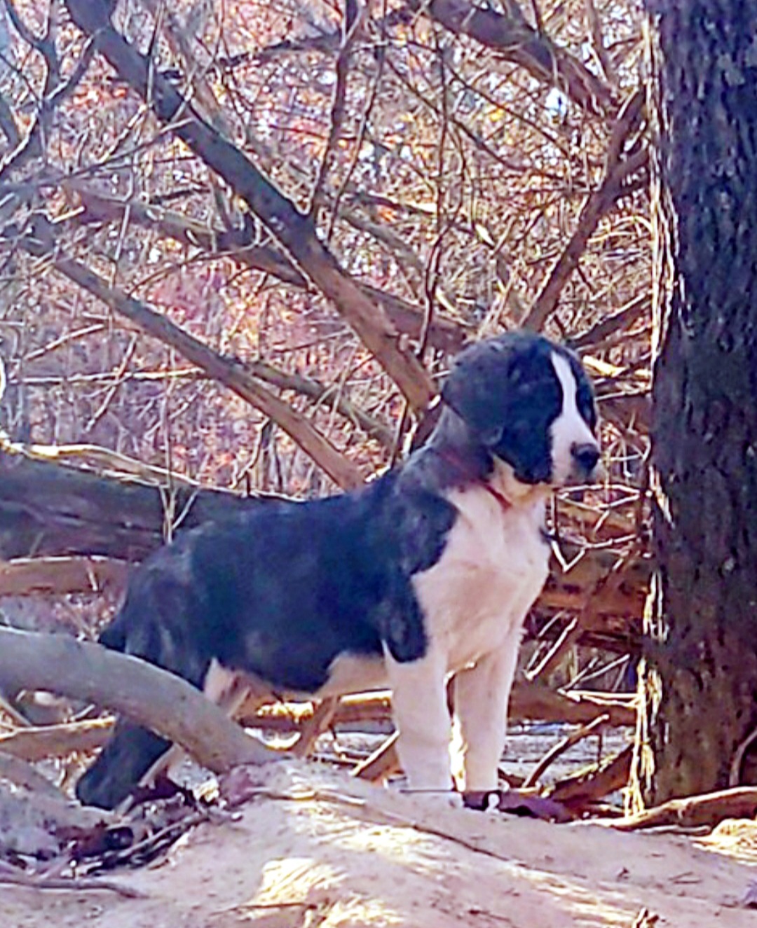 The Anatolian Shepherd: Dutch Marking