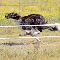 The Seven Borzoi Kennels