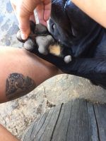 Bolos: Does Your Lab Have Them?