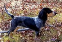 A Basset You Might Not Know