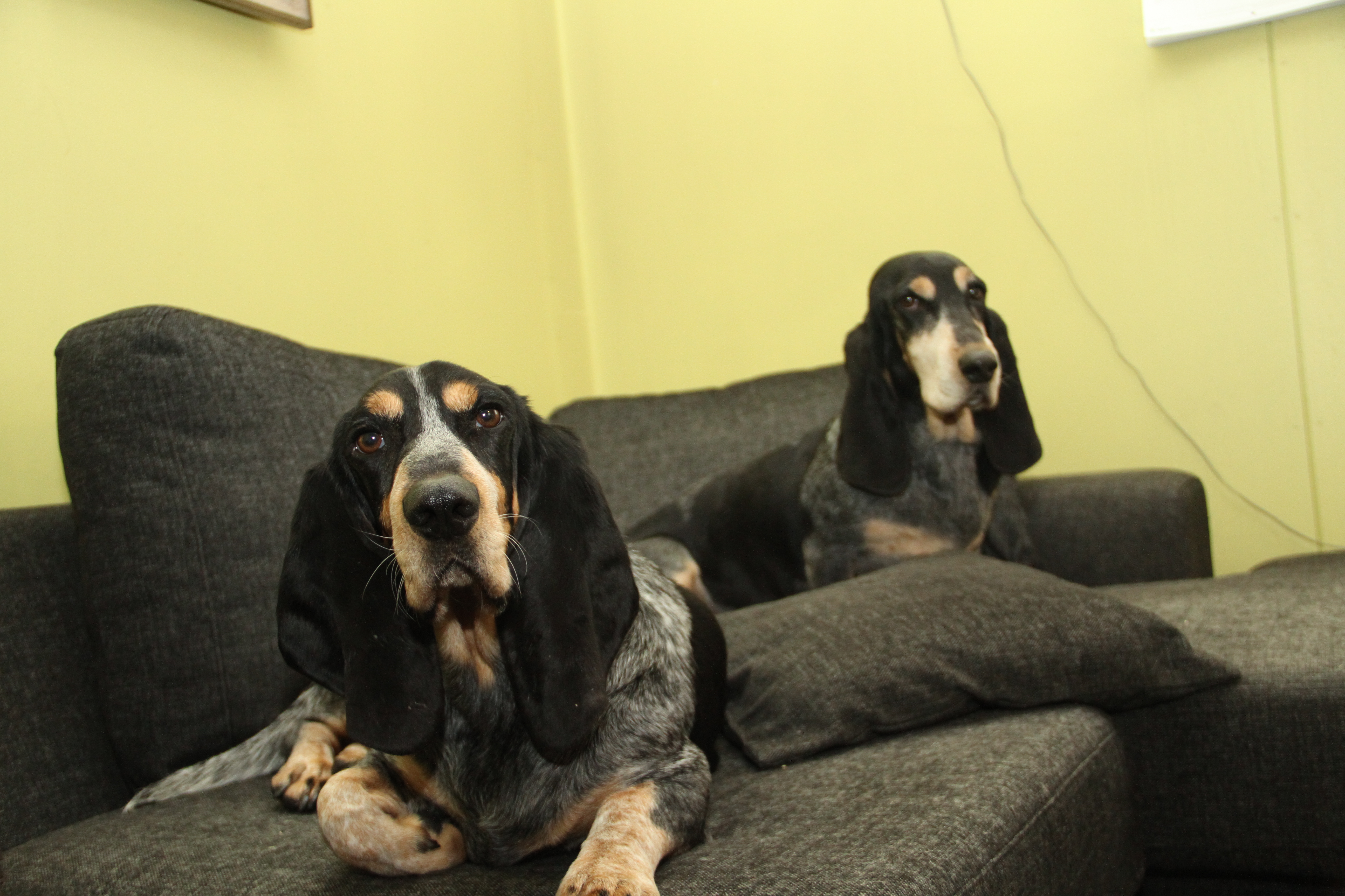 A Basset You Might Not Know