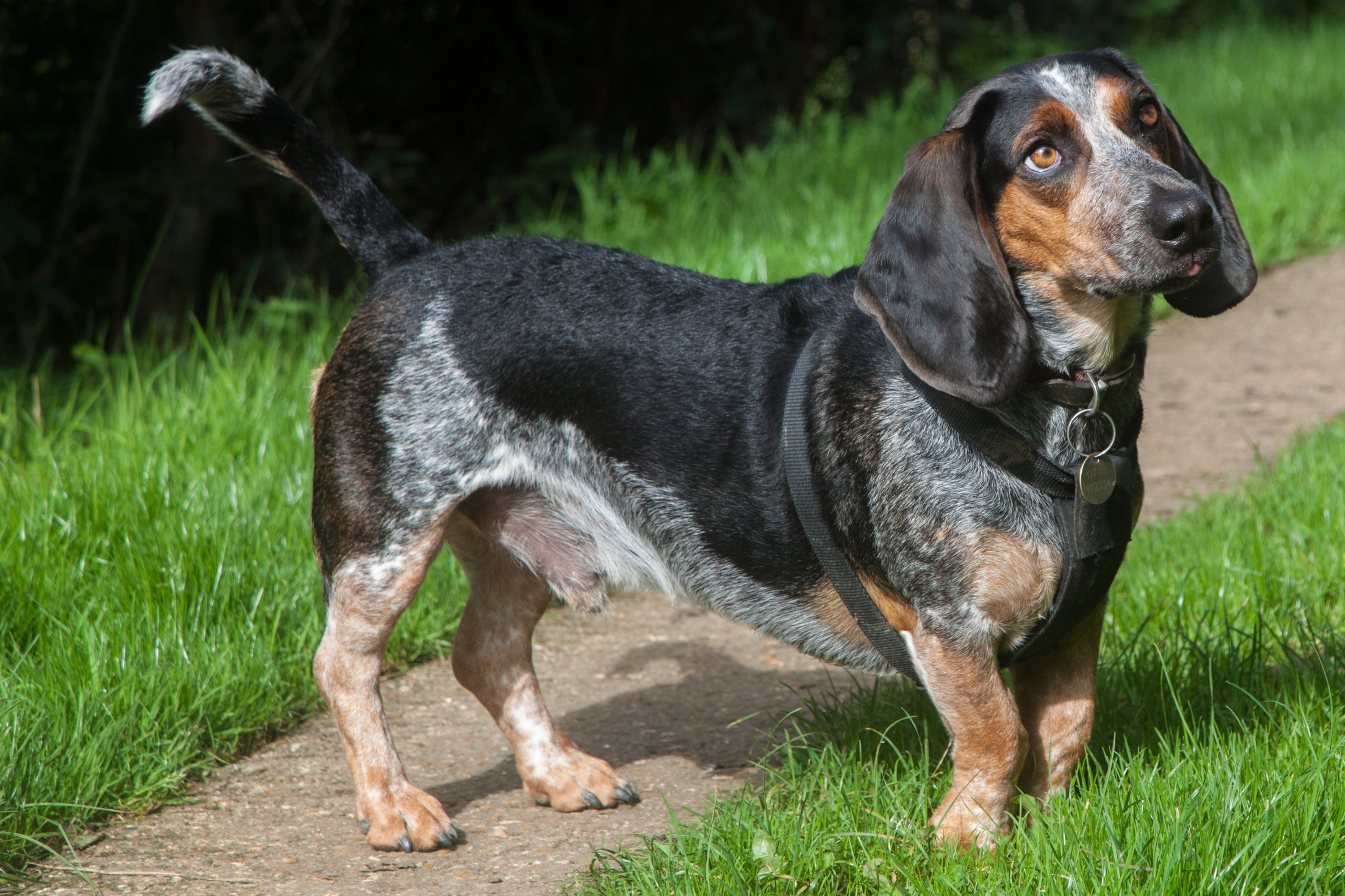 A Basset You Might Not Know