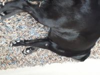 Bolos: Does Your Lab Have Them?