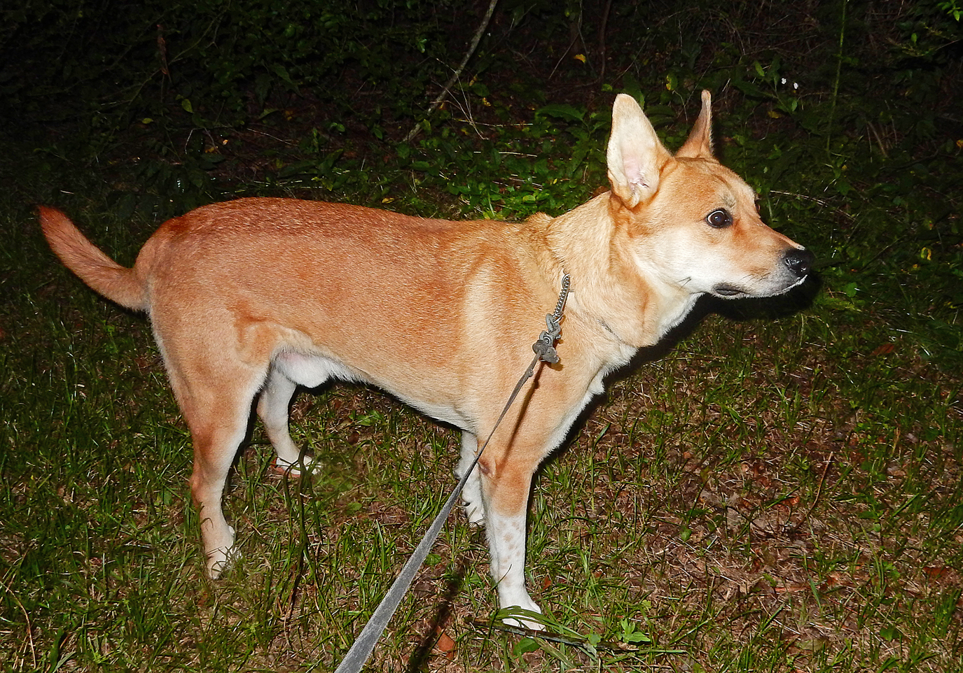 The Breed That Makes Snout Pits