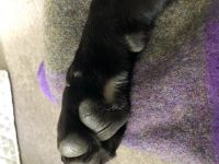 Bolos: Does Your Lab Have Them?