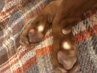 Bolos: Does Your Lab Have Them?