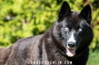 Chukchi -----> Husky?