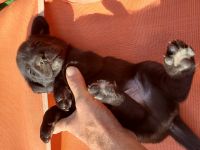 Bolos: Does Your Lab Have Them?