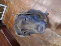 Bolos: Does Your Lab Have Them?