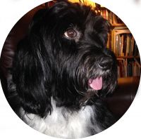 The Meaning of "Apso"