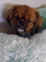 The Prapso. What Is It?