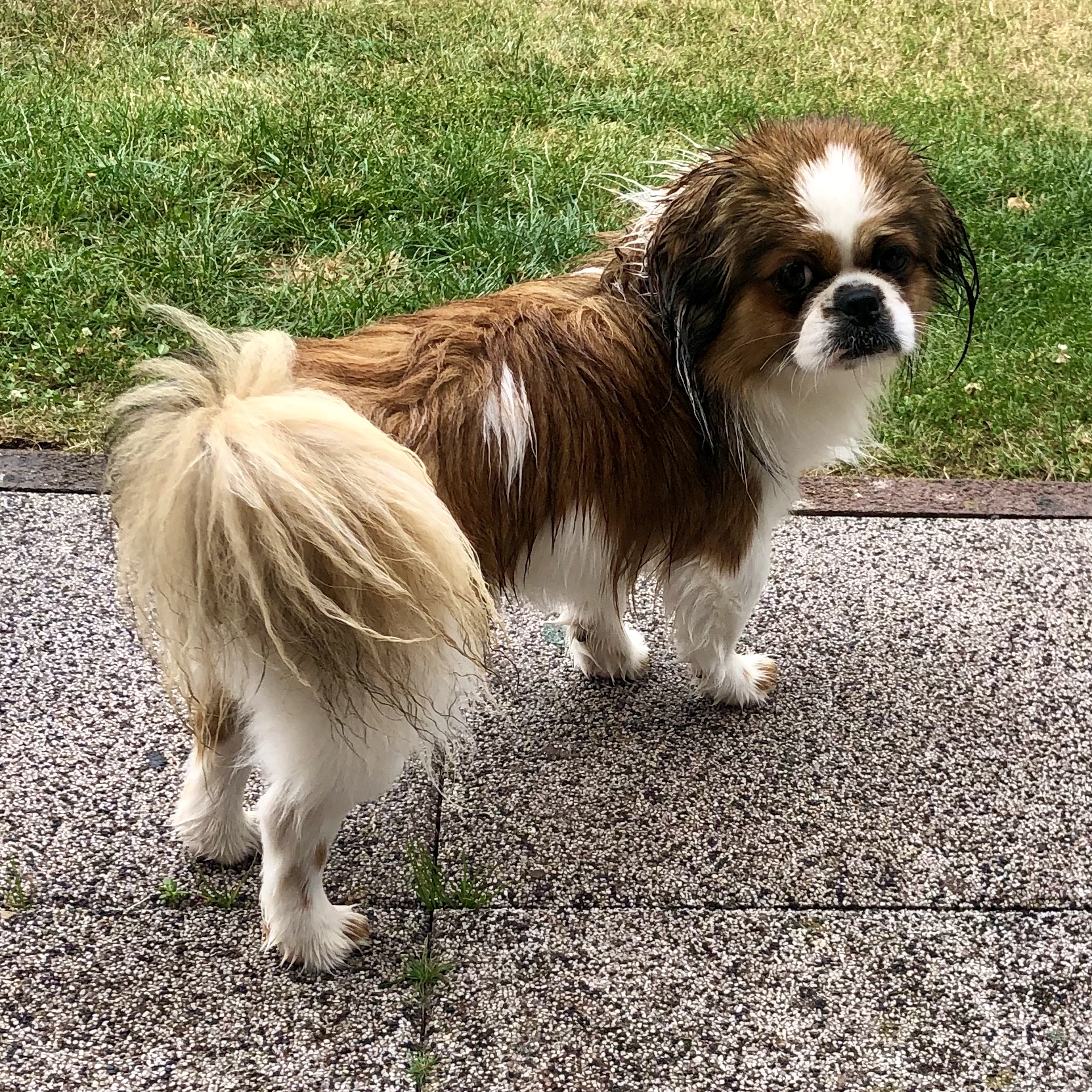 The Prapso. What Is It?