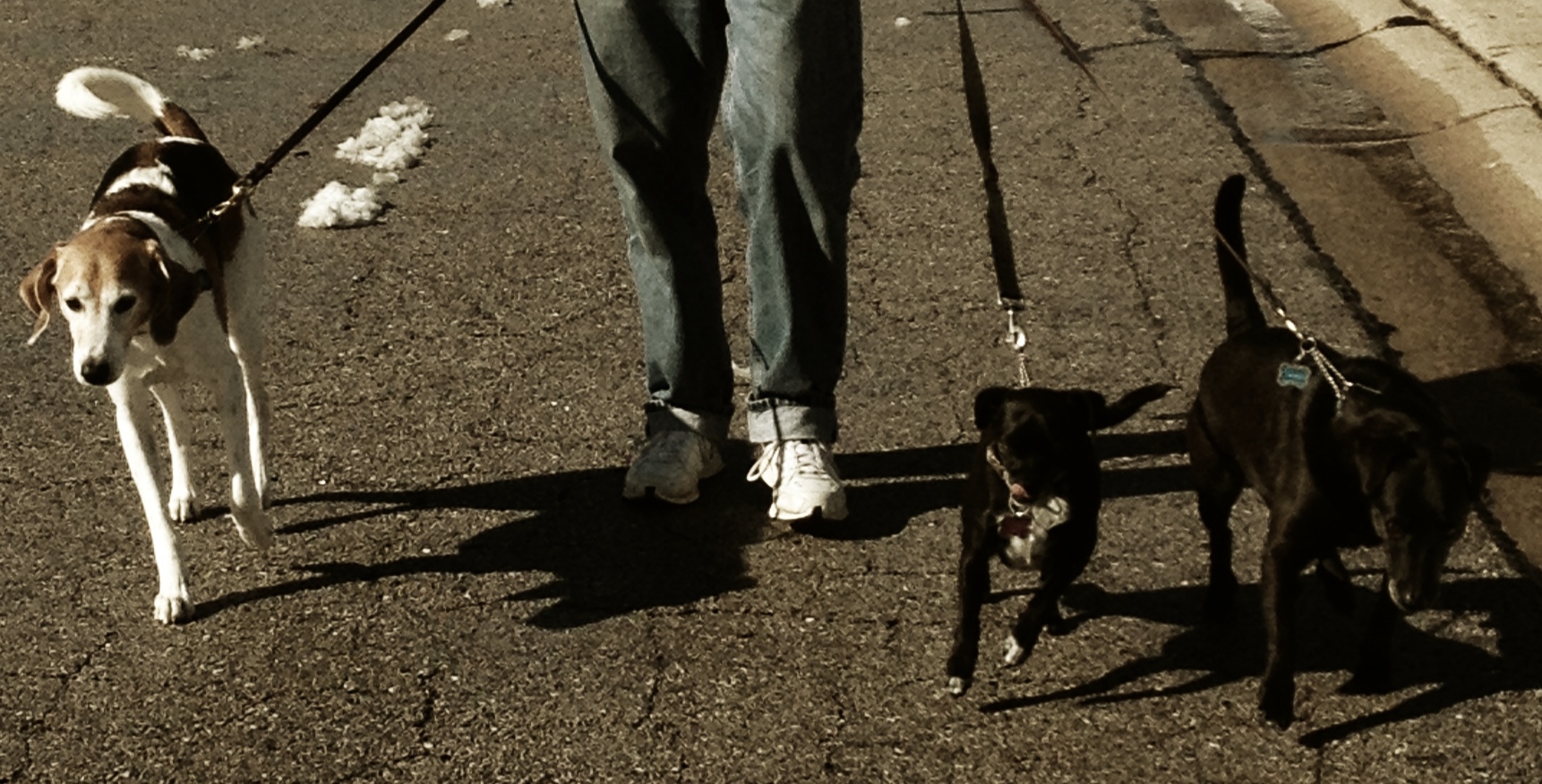 The Treeing Walker v the Running Walker