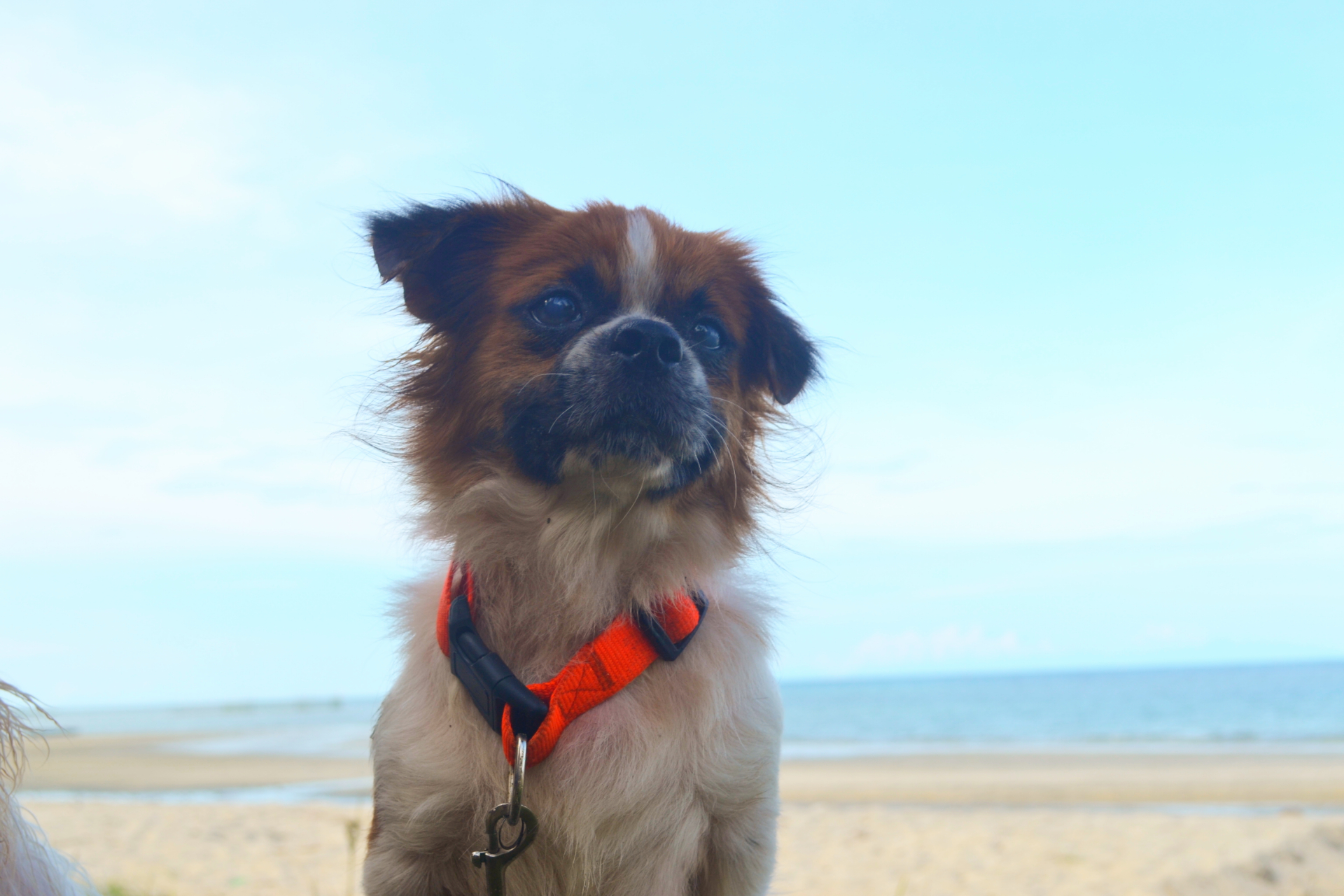 The Prapso. What Is It?