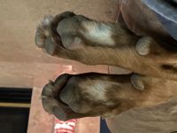 Bolos: Does Your Lab Have Them?