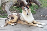 What's in a Name? Collie: Dog, Fish, or Dark