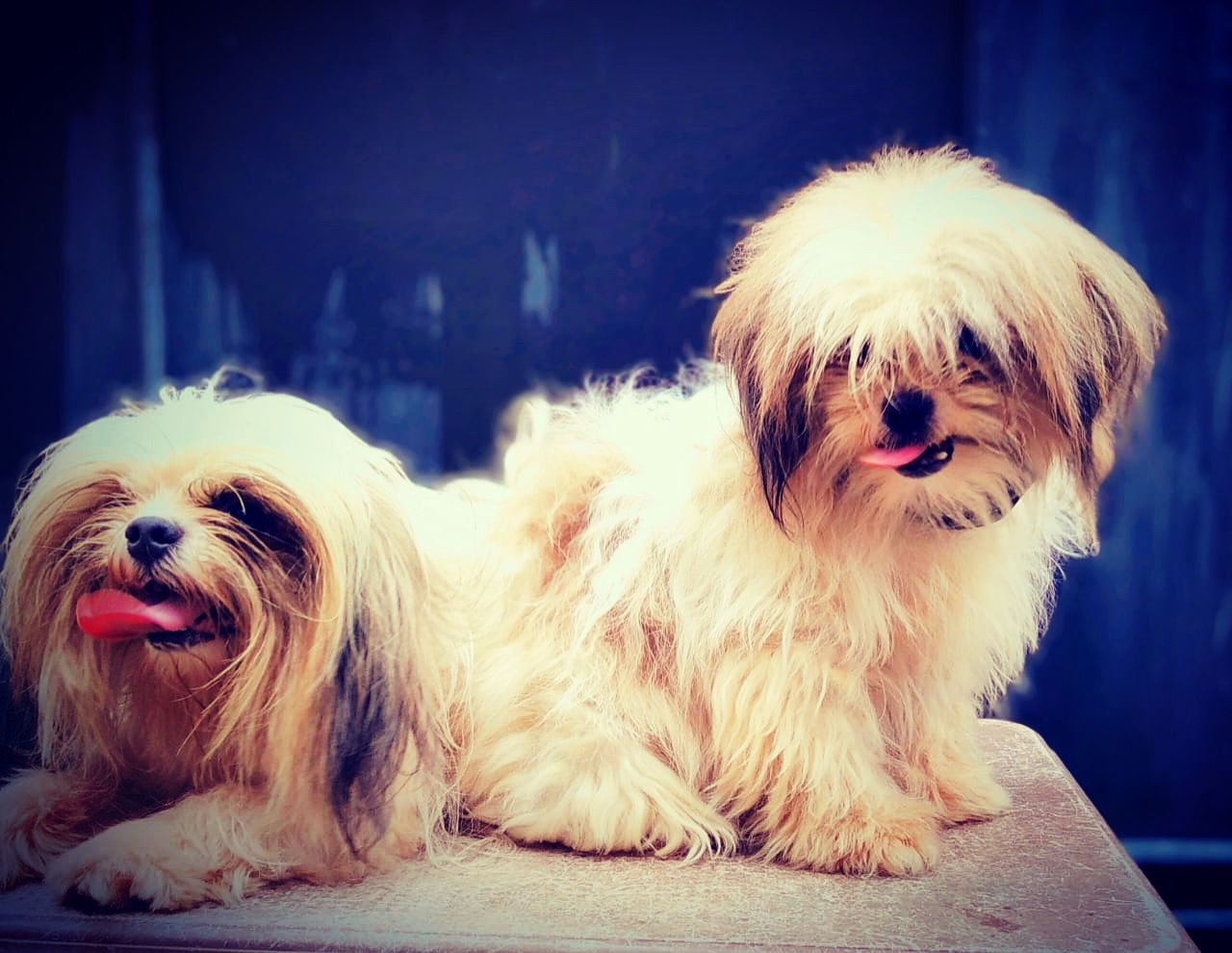 The Prapso. What Is It?