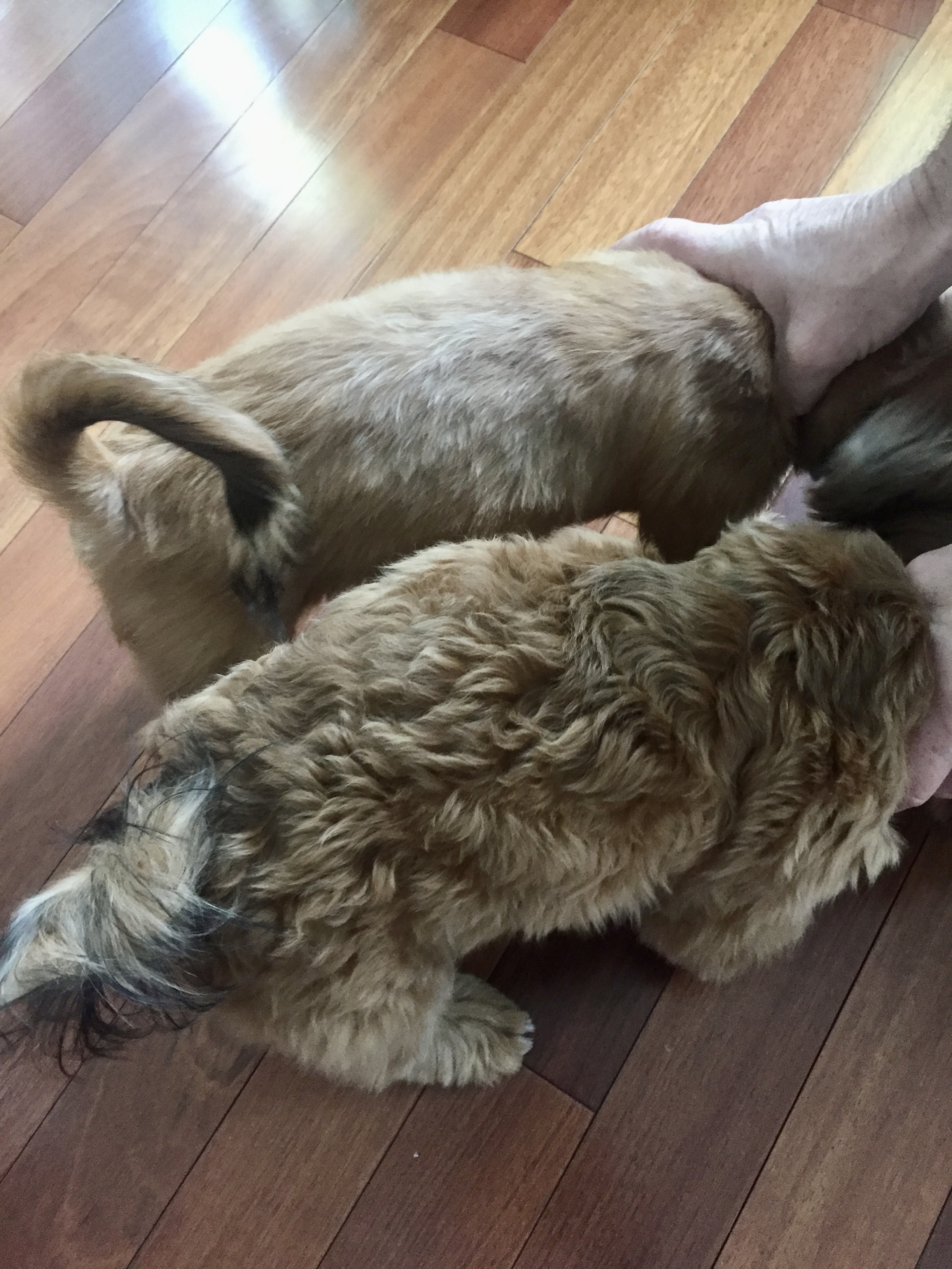 The Prapso. What Is It?