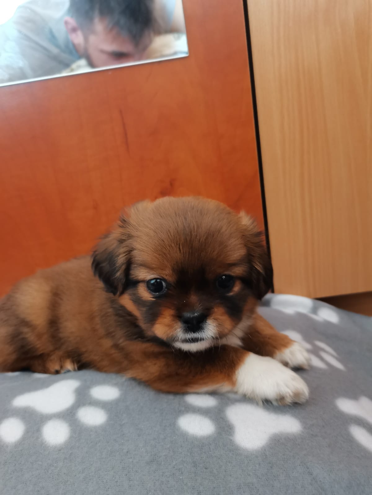 The Prapso. What Is It?