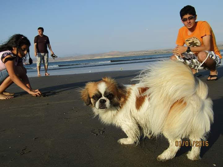 The Prapso. What Is It?