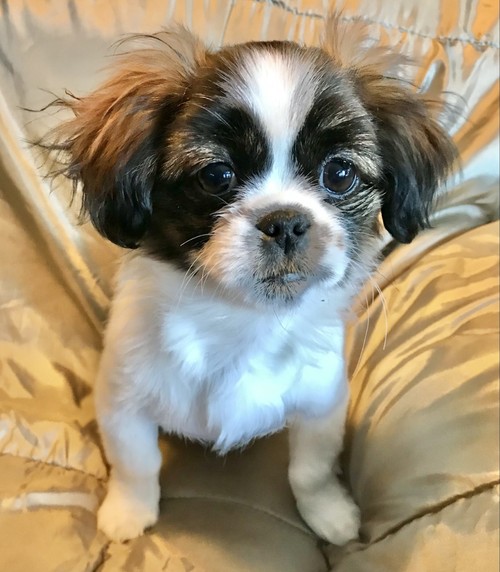 The Prapso. What Is It?