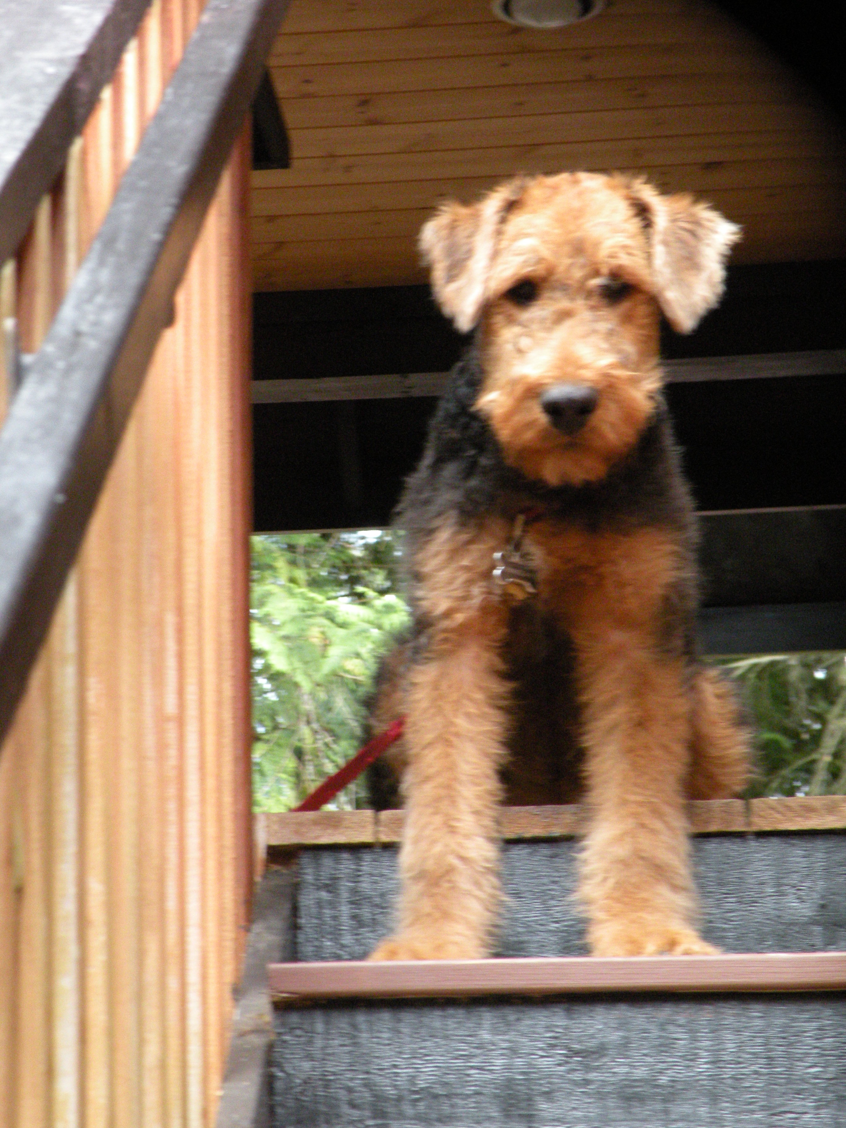 Oorang Airedales