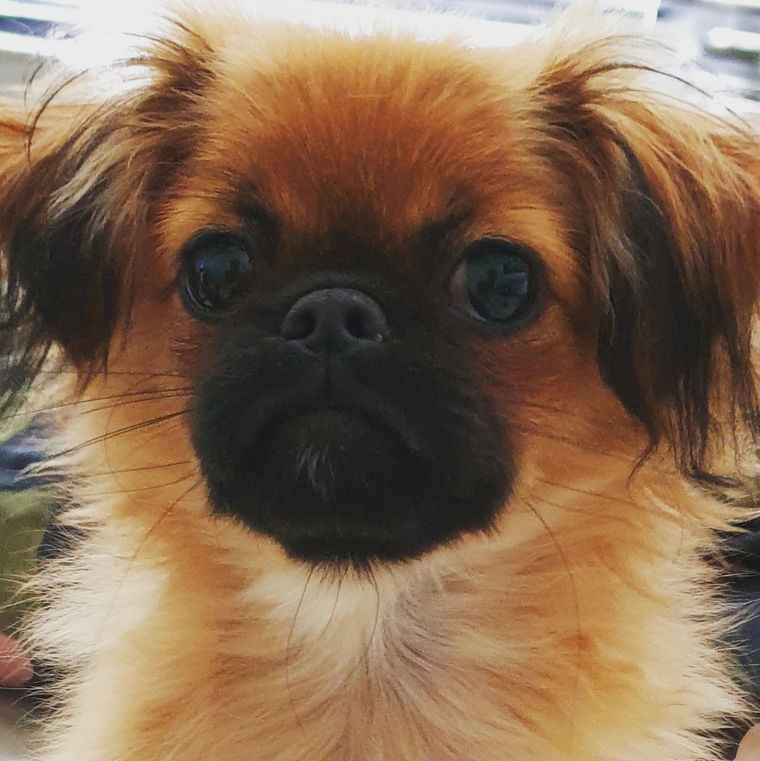 The Prapso. What Is It?