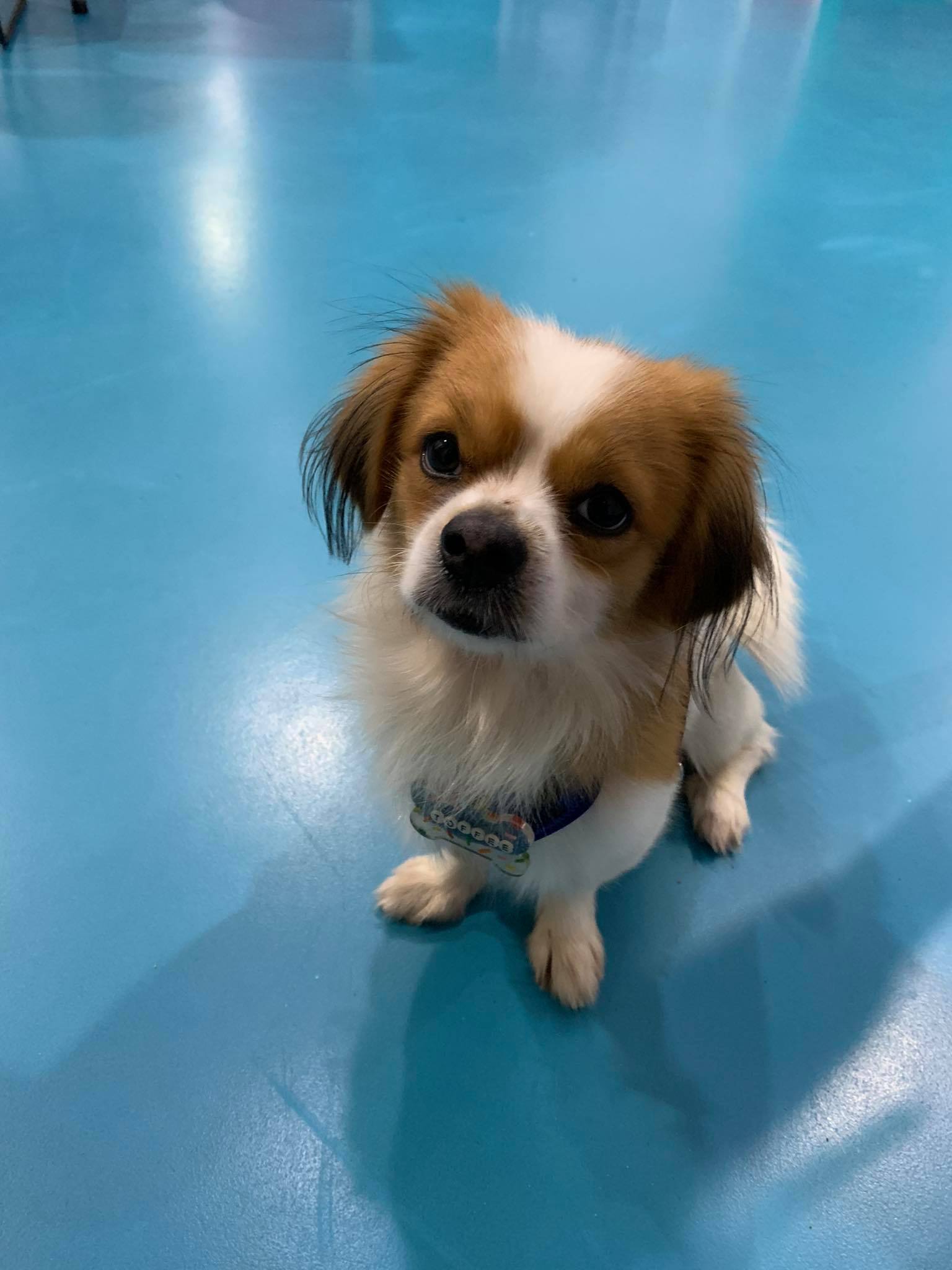 The Prapso. What Is It?