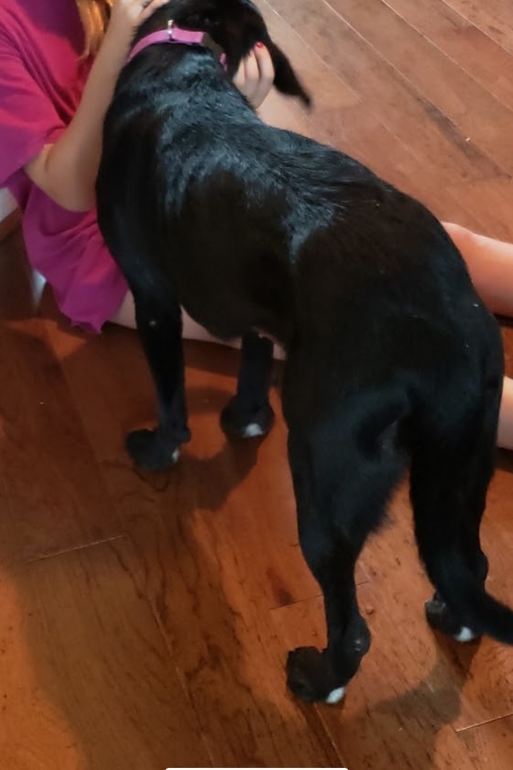 Bolos: Does Your Lab Have Them?