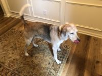 The Treeing Walker v the Running Walker