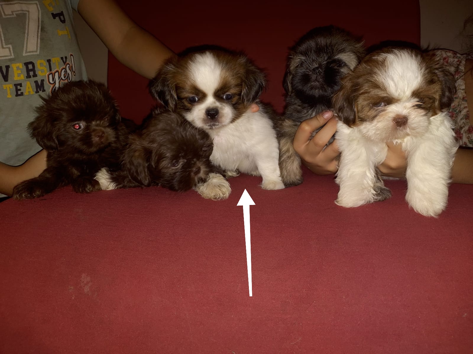 The Prapso. What Is It?