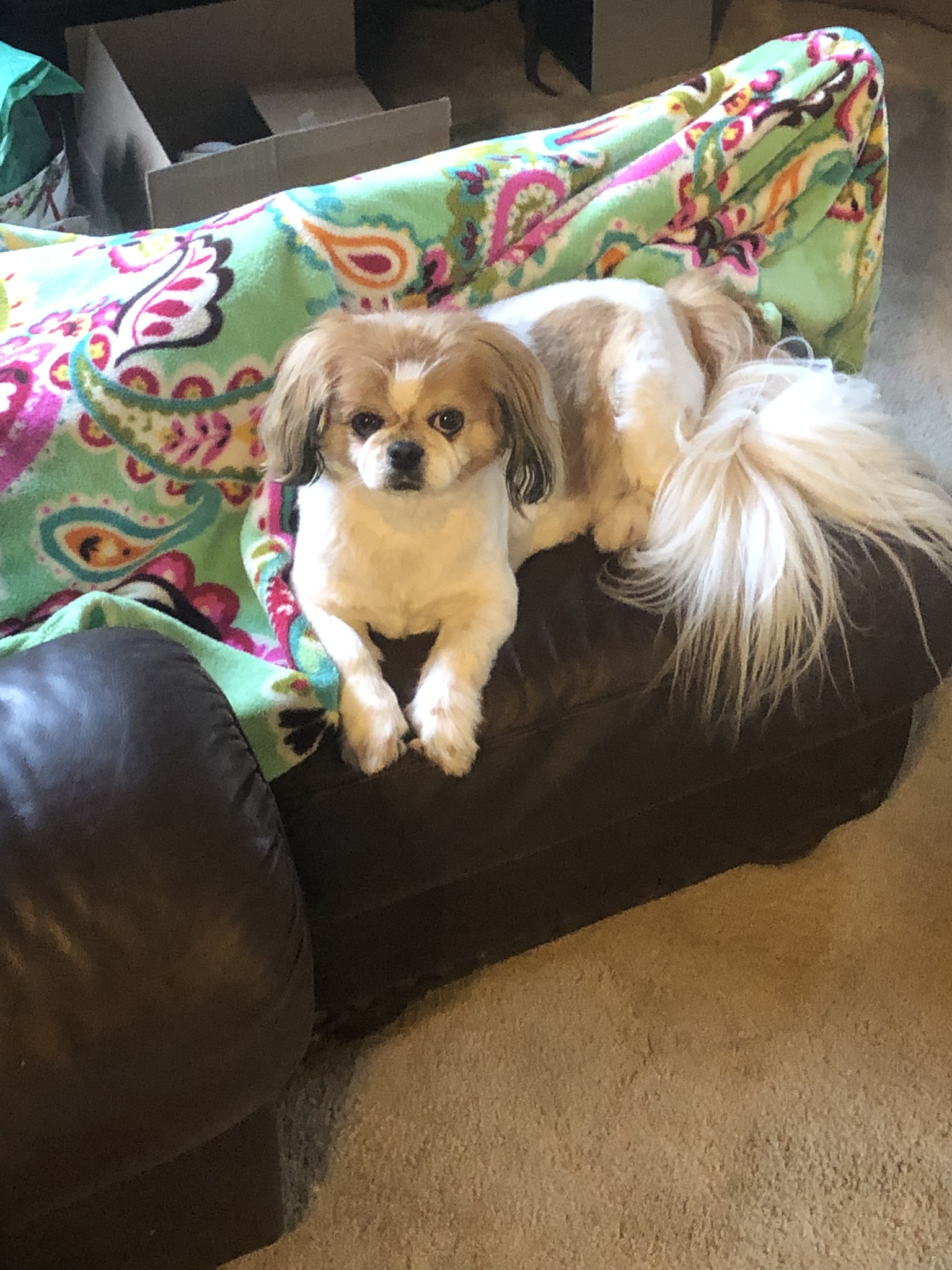 The Prapso. What Is It?