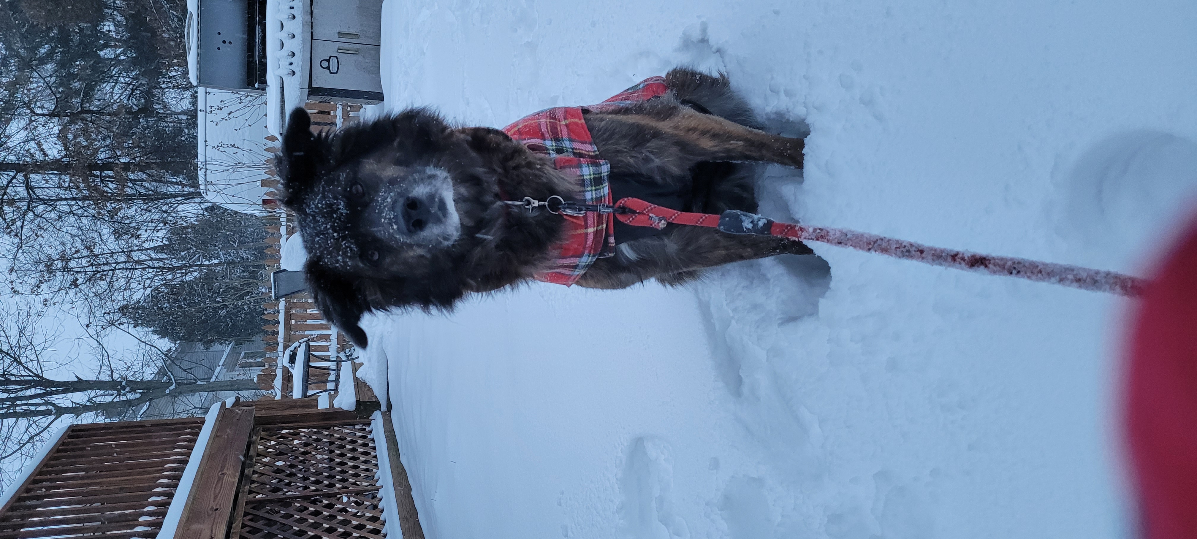 Meet the Symbol of Corsica