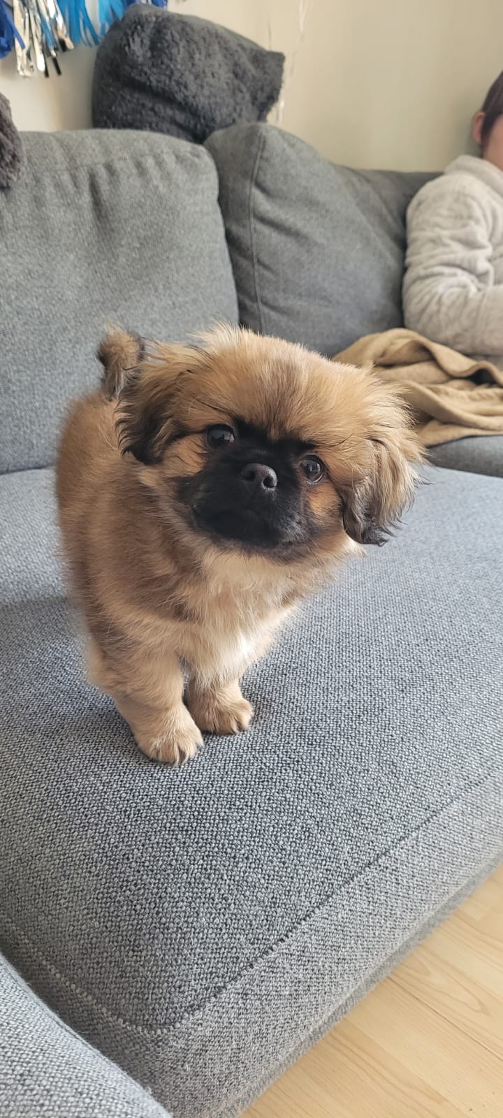 The Prapso. What Is It?