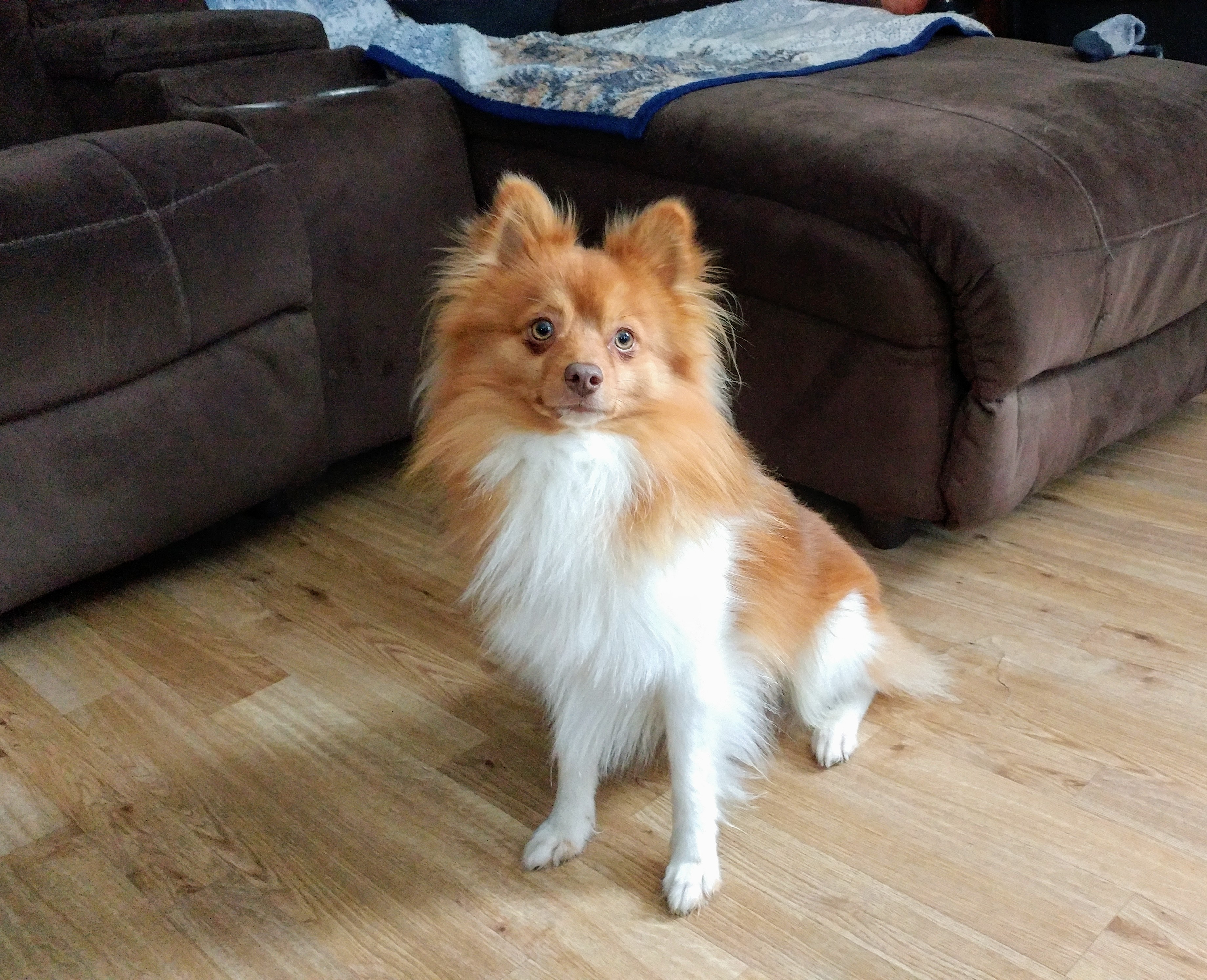 The Beaver Pom