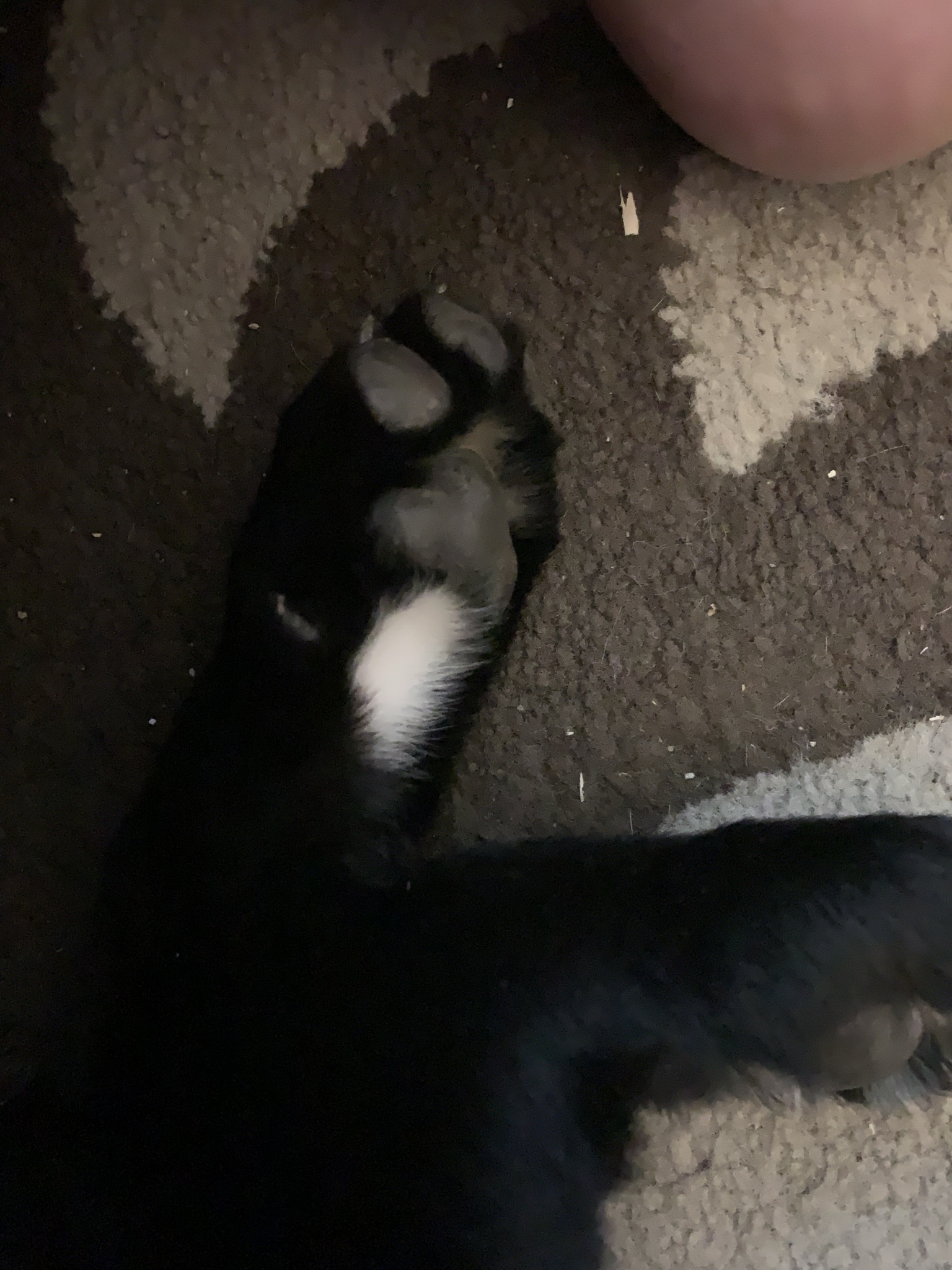 Bolos: Does Your Lab Have Them?