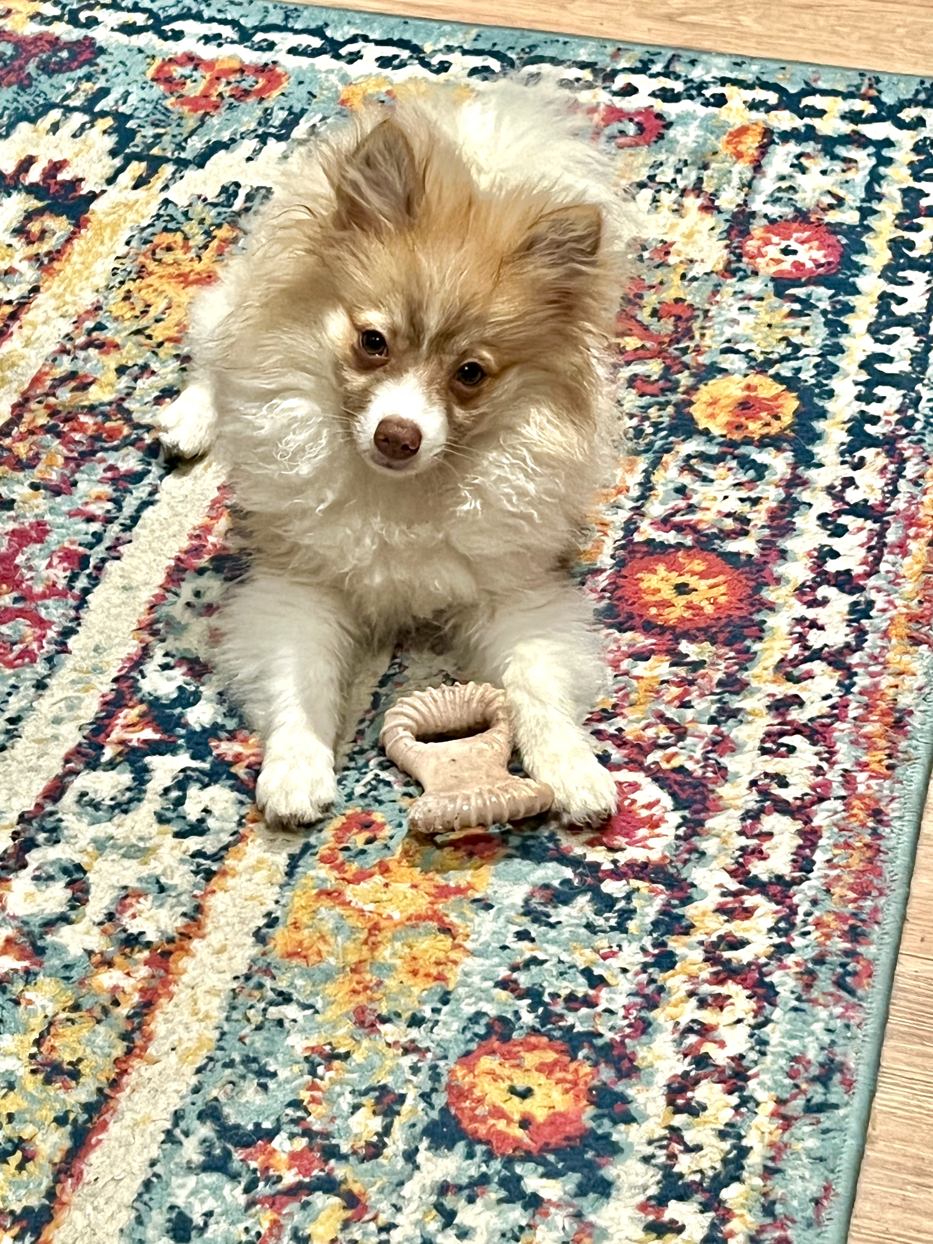 The Beaver Pom
