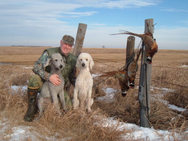 Poodle, Standard Poodle, Hunting Poodle, Retrievers