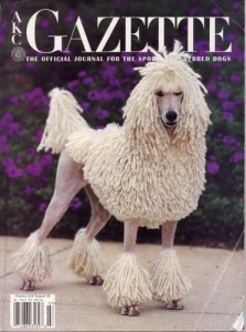 Standard Poodle, Poodle, corded Poodle, purebred dogs
