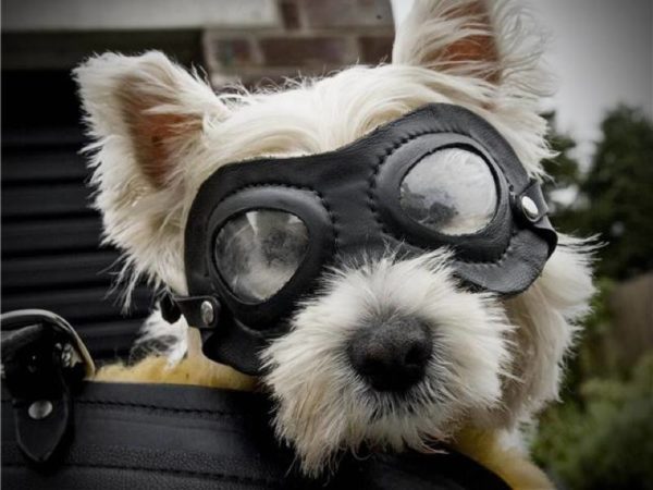 The World's First Motorcycle Club for "Biker Dogs."