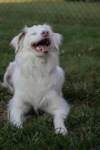 Deaf Dog Awareness Week