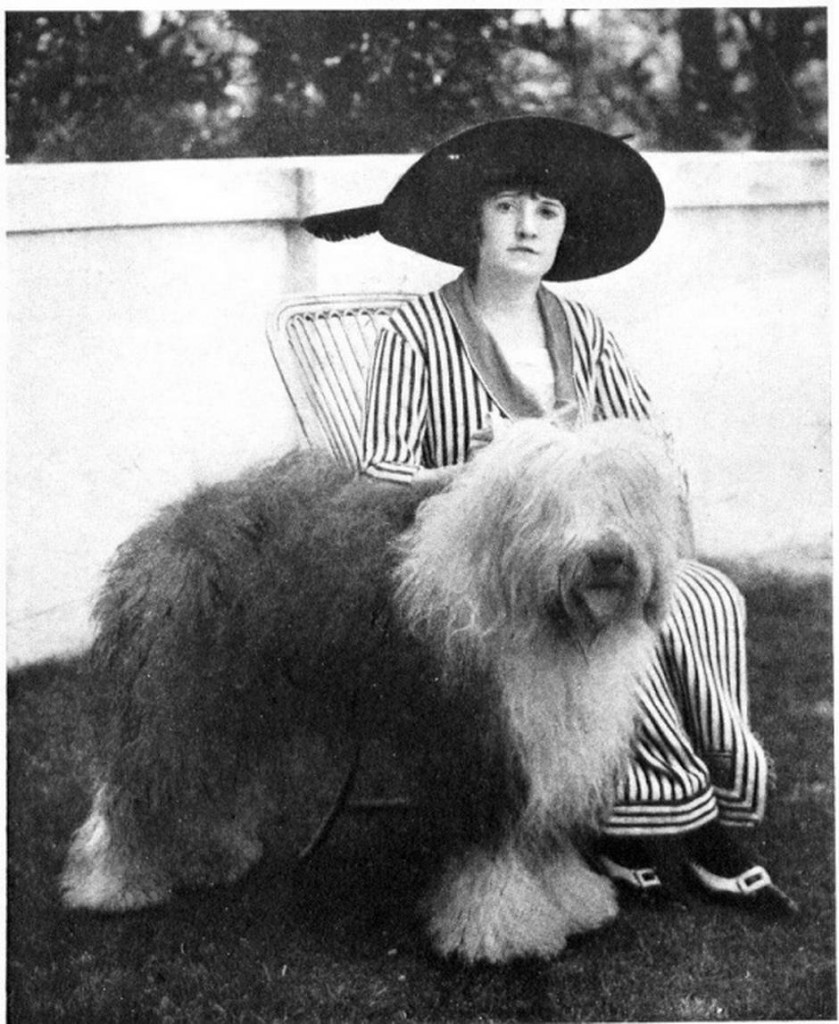 Old English Sheepdogs in the 1880's