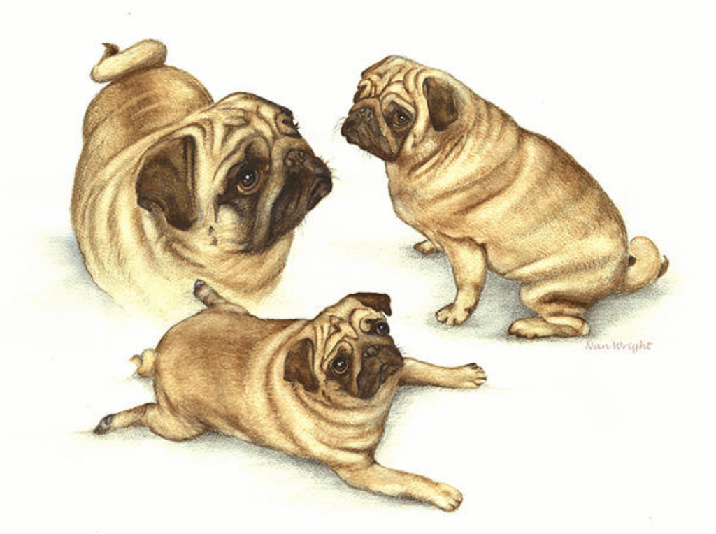 Napoleon and the Pug Legacy