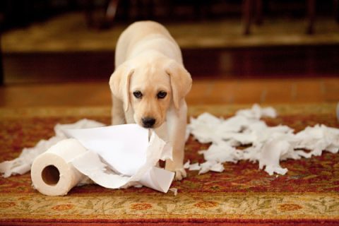 The Andrex Labrador Retriever Pups