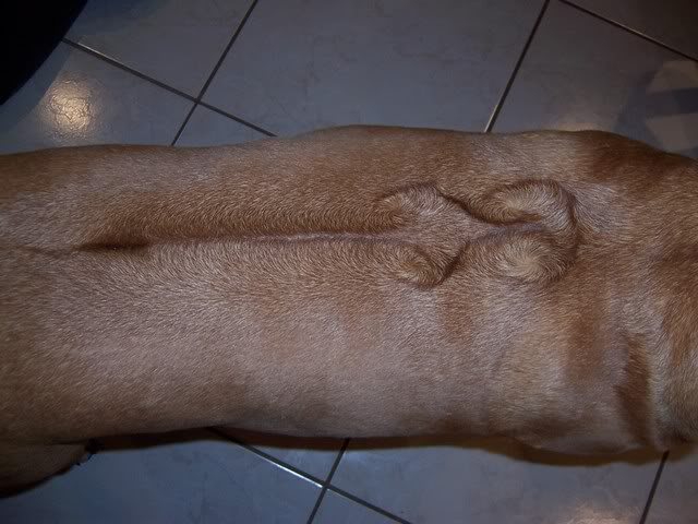 Ridges on a Ridgeback