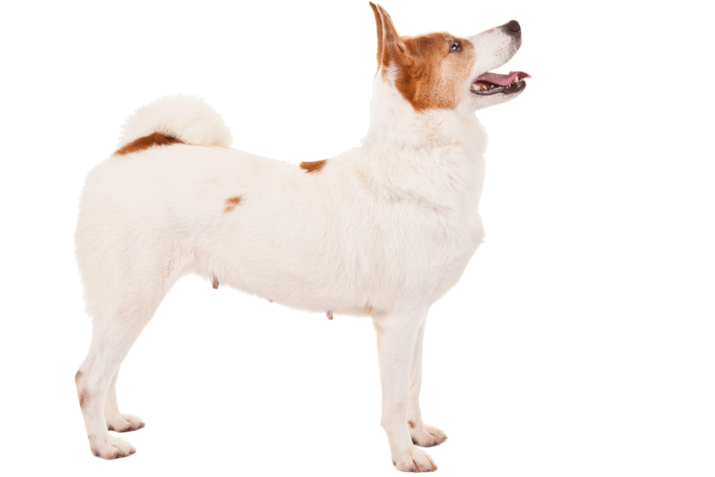 The Pohjanpystykorva