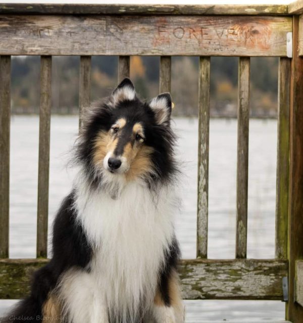 And the Clincher: The Collie Head Tilt