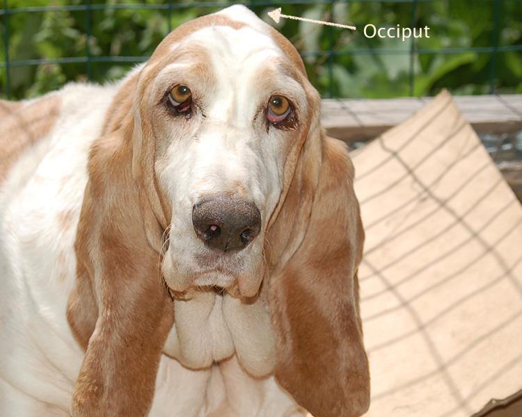 The Occiput The Occiput